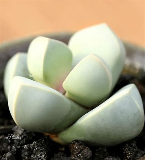 Lapidaria Margaretae - Succulent Guide