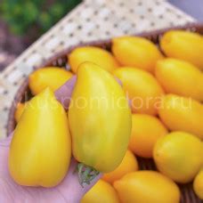 Купить сорта томатов Гном (Dwarf) в магазине семян Вкус помидора