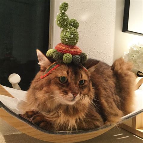 「Кошачья одежда」おしゃれまとめの人気アイデア｜Pinterest｜Татьяна | 編み物, 猫, 手作り