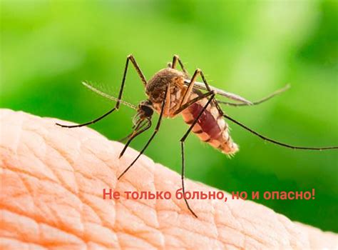 Укусы насекомых | Хорошее самочувствие!