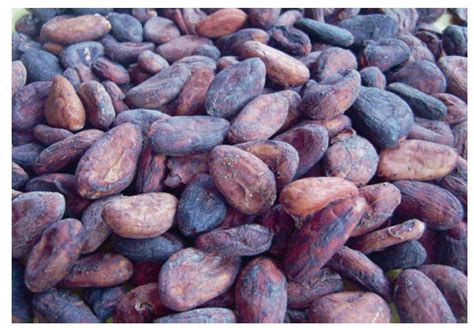 El cacao, planta medicinal y de deleite | Revista Internacional de ...