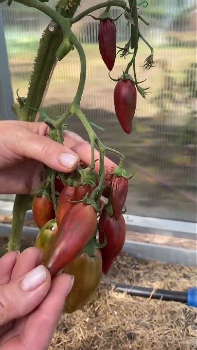 🍅Томат ФИОЛЕТОВЫЙ ИЗУМРУД. #shorts #томаты #сортатоматов - YouTube
