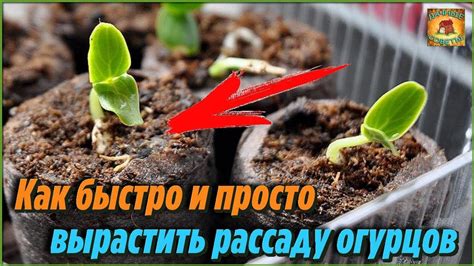 Вот как быстро и просто вырастить рассаду огурцов в торфяных таблетках ...