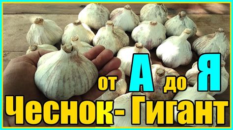 ХОТИТЕ ВЫРАСТИТЬ ГИГАНТСКИЙ ЧЕСНОК ДЕЛАЙТЕ ТАК! / ПОЛНАЯ ПОЭТАПНАЯ ...