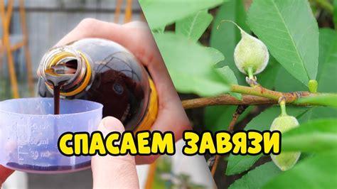 Почему осыпаются завязи? Простая подкормка для лучшего завязывания ...