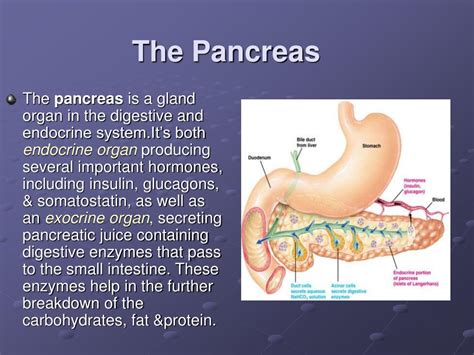 PPT - The Pancreas PowerPoint Presentation, free download - ID:146163