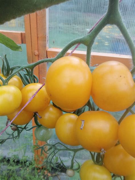 Томат Руслан: описание сорта, ОТЗЫВЫ (7), фото, урожайность | tomatland.ru
