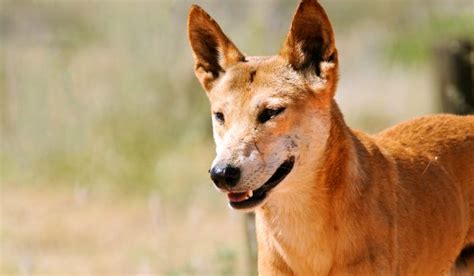 Dingo - popis, lokalita, životní styl