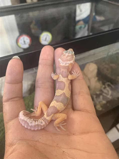First baby gecko, he looking okay? Also tank tips? : r/leopardgeckos