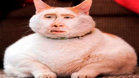 Создать мем "угарный кот, кот с маленьким лицом мем, кошечка ...