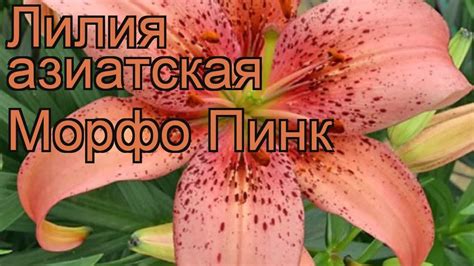 Лилия азиатская Морфо Пинк 🌿 обзор: как сажать, луковицы лилии Морфо ...