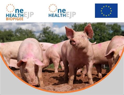 Biopigee project workshop-Biosecurity practice in European pig farms – Healthy Livestock