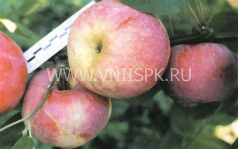 Яблоня, Сорт Вадимовка - ФГБНУ ВНИИСПК