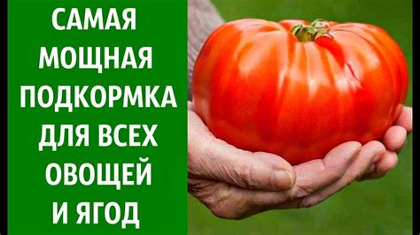 САМЫЙ МОЩНЫЙ СТИМУЛЯТОР РОСТА ДЛЯ ВСЕХ ОВОЩЕЙ🍅🍆 И ЯГОД🍓 - YouTube