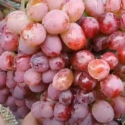 Виноград - кращий сорт - саджанці винограду саженцы купить - vino.biz.ua