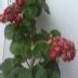 Пеларгония Cooks Scarlet and White: описание сорта, характеристики ...