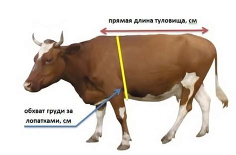 Как определить вес быка без весов: таблица с показателями