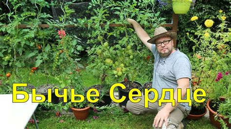 Помидор.Томат.Бычье Сердце. - YouTube