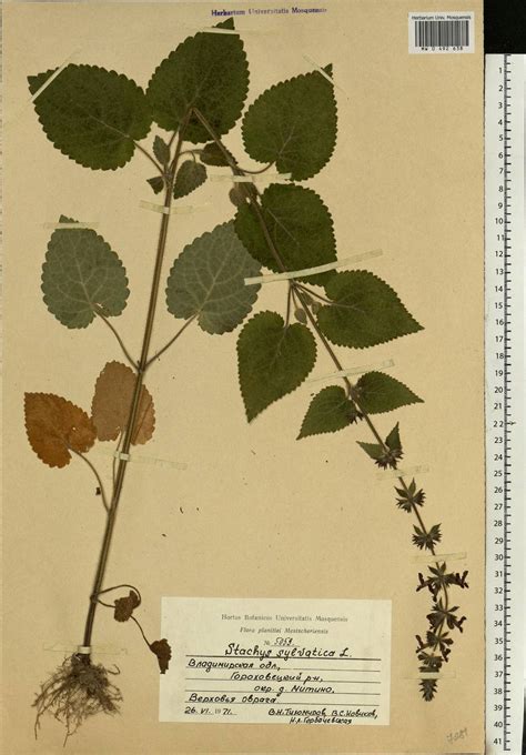 MW0492638, Stachys sylvatica (Чистец лесной), specimen