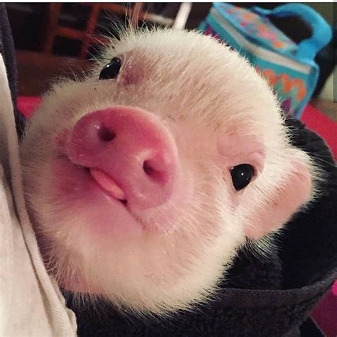 Wholesome Compiglation Of Tini-Tiny Pigs | Cute baby pigs, Cute piglets ...
