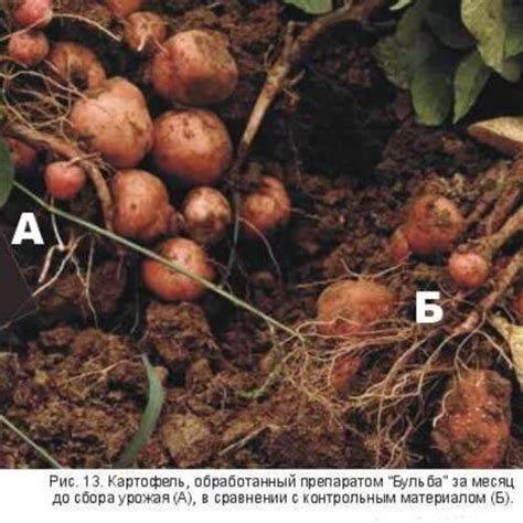 Применение гуматов на картофеле. Удобрения для Картофеля БУЛЬБА