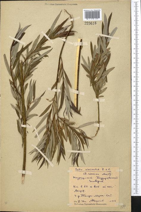 MW0818229, Salix viminalis (Ива прутовидная, Ива корзиночная), specimen