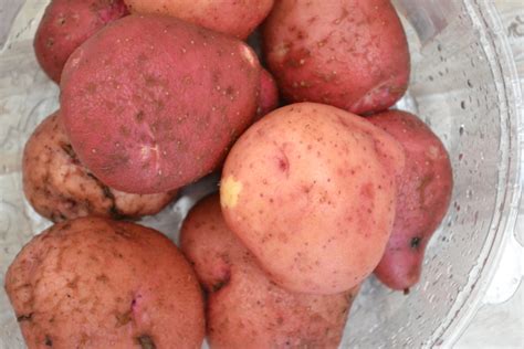 Картофель