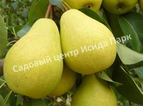 Груша Велеса саженцы купить в Москве и Подмосковье в питомнике