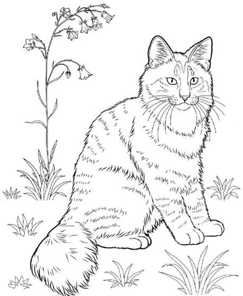 Кот - картинка раскраска для дошкольников и младших школьников.