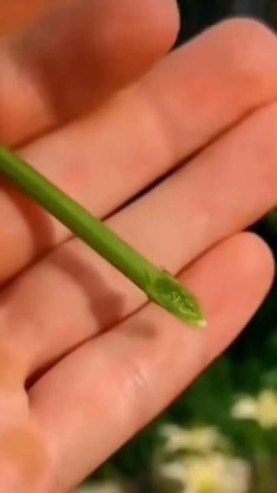 ГОРТЕНЗИЯ и ЖАСМИН КАК УКОРЕНИТЬ ЧЕРЕНКИ #просто #plant #flowerplant # ...