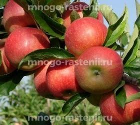 Саженцы Яблоня Альва купить по цене 600 руб. в Москве с доставкой из ...