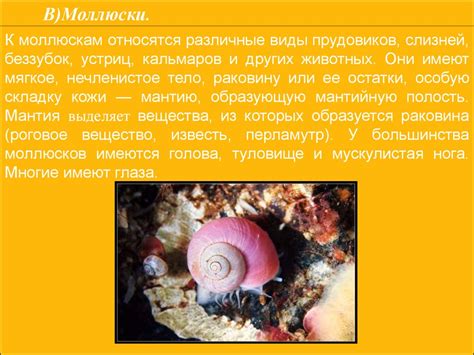 Животные, которые растут всю жизнь - презентация онлайн