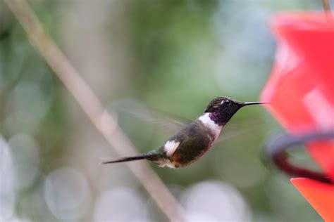 Kolibry – terraincognita.pl