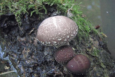 Lentinula edodes = Kultur-Shiitake auf Briefmarken