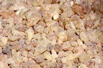 Kundru at best price in Gwalior by Satyam Herbals | ID: 6772276955