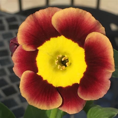 Primula auricula 'Piers Telford', Primula Auricula in GardenTags plant ...