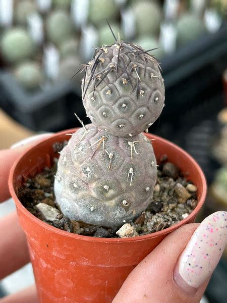 Tephrocactus geometricus | Cactuses \ Tephrocactus | Kaktusy, sukulenty ...