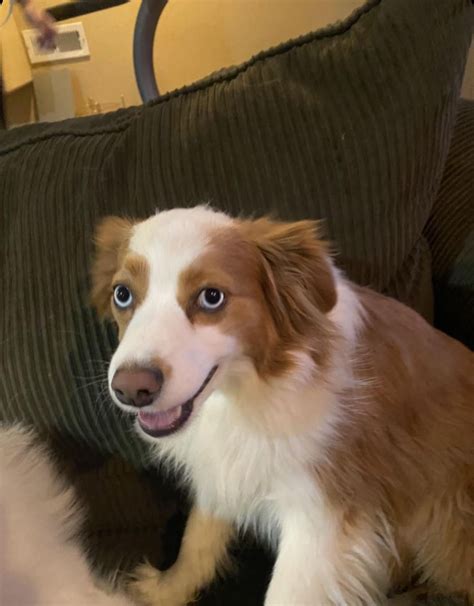Dog Name Game - Acrostic : r/MiniAussies