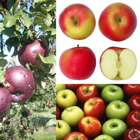 Tutte le proprietà benefiche della mela - Webmagazine24