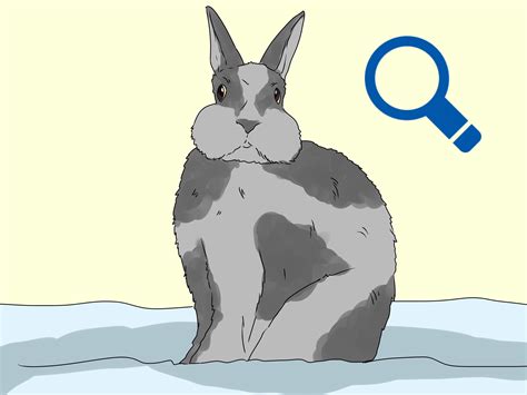4 Ways to Train a Rabbit - wikiHow