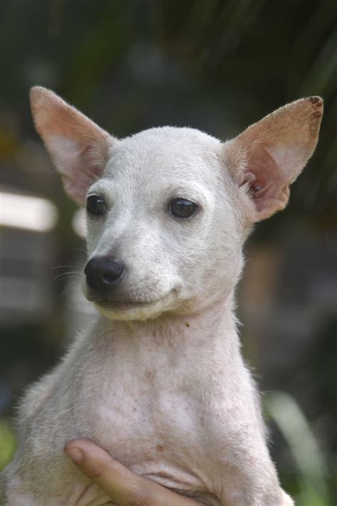 IRVIN • Dumaguete Animal Sanctuary