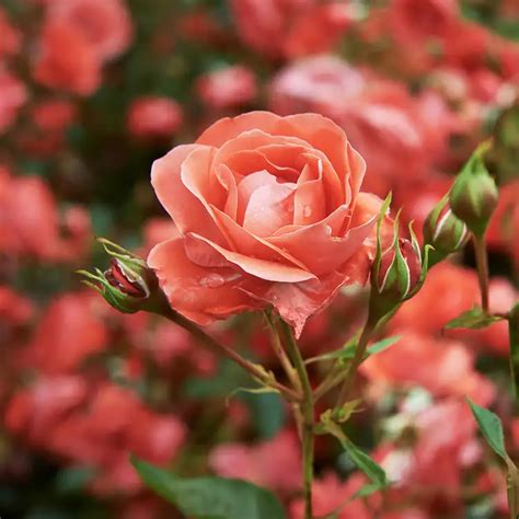 Bohemian Rose Fragrance Oil - CandleScience