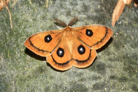 Aglia - БАБОЧКИ БЕЛАРУСИ. Lepidoptera of Belarus