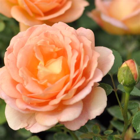 Lady of Shalott® | Szkółka Róż ROSARIUM