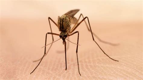 How mosquitoes zero in on warm bodies - BBC News