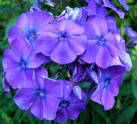 Floks wiechowaty 'Blue Boy' Phlox paniculata 'Blue Boy'