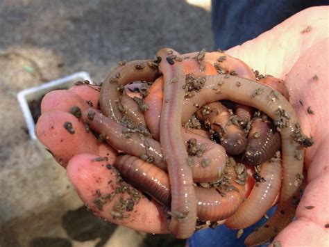 Worms