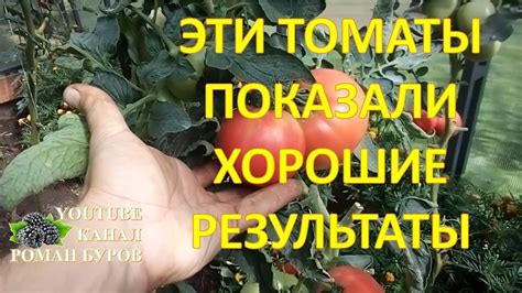 ЭТИ ТОМАТЫ МЕНЯ ПОРАДОВАЛИ. Обзор томата Звезда востока F1. Выращивание ...