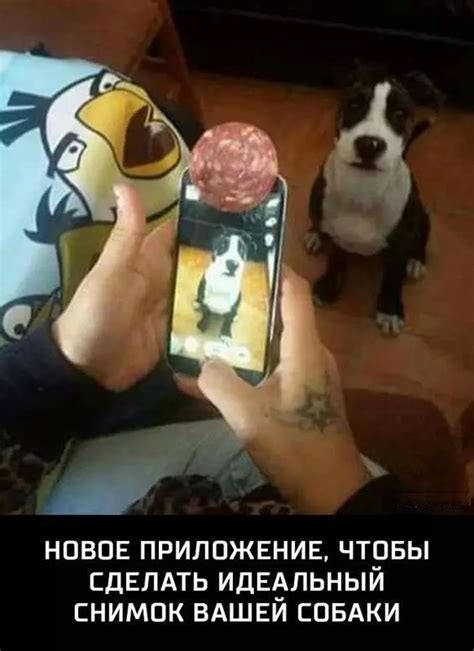 Новое приложение, чтобы сделать идеальный снимок вашей собаки #собака # ...