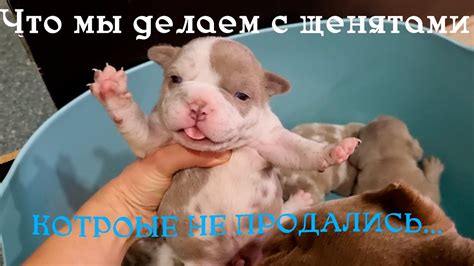 Куда мы деваем щенят, которые не продались?! Приехали в гости к артисту ...